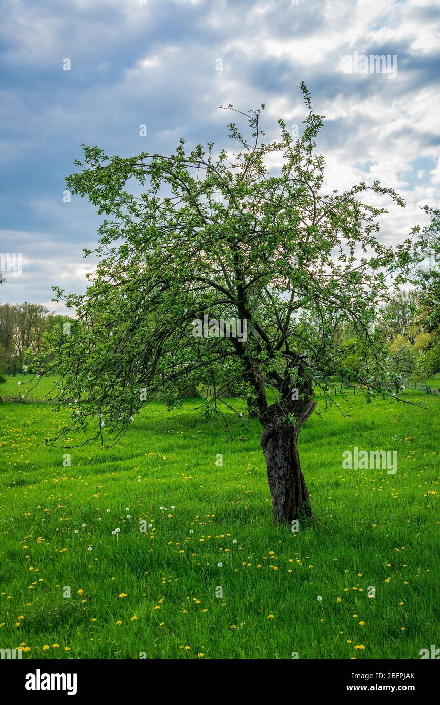 Old fruit trees in spring Stock Photo - Alamy