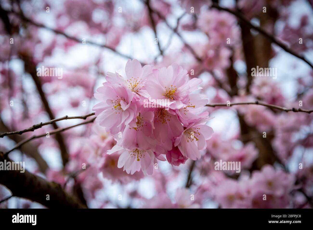 One brief season moment in spring time is the blooming of sakura tree ...