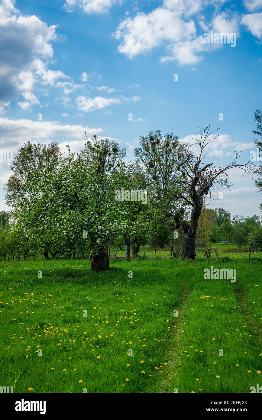 Old fruit trees in spring Stock Photo - Alamy