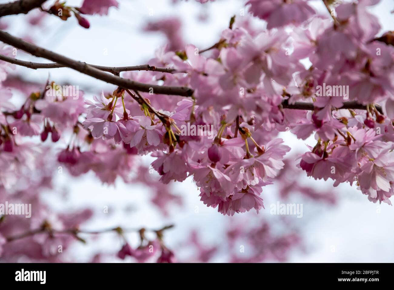 One brief season moment in spring time is the blooming of sakura tree ...