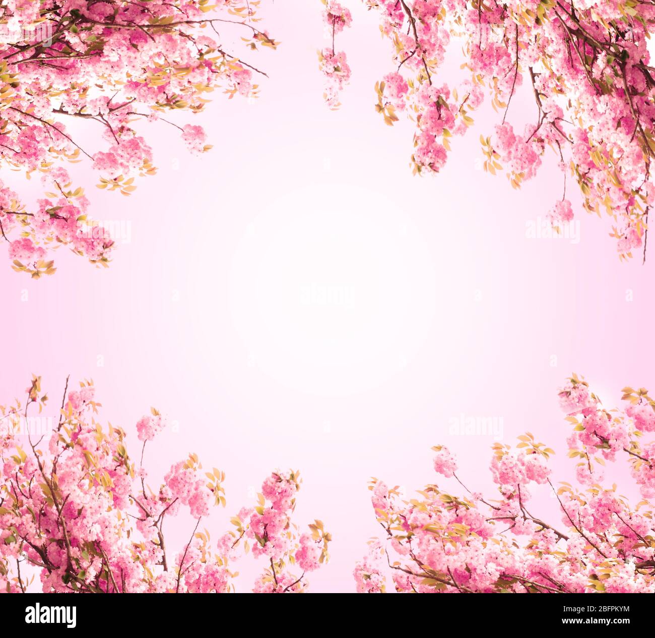 Blossoming branches of cherry tree on color background Stock Photo - Alamy