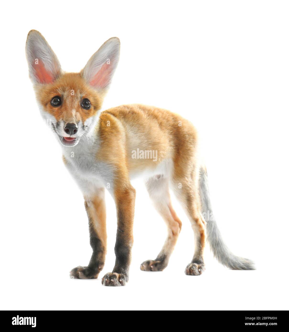 Orange white fox Cut Out Stock Images & Pictures - Alamy