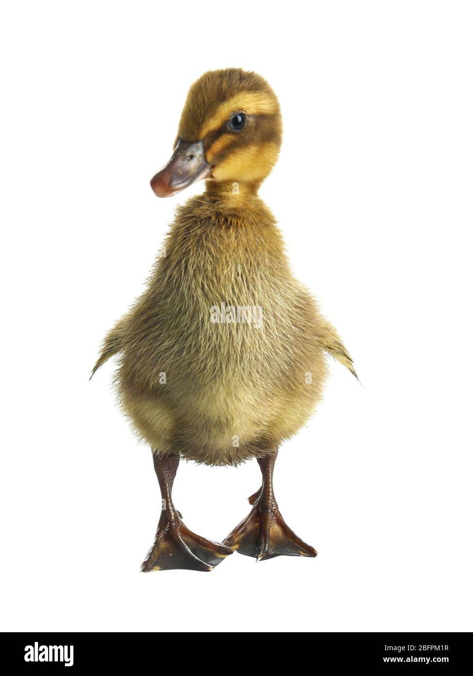 Cute funny duckling on white background Stock Photo - Alamy