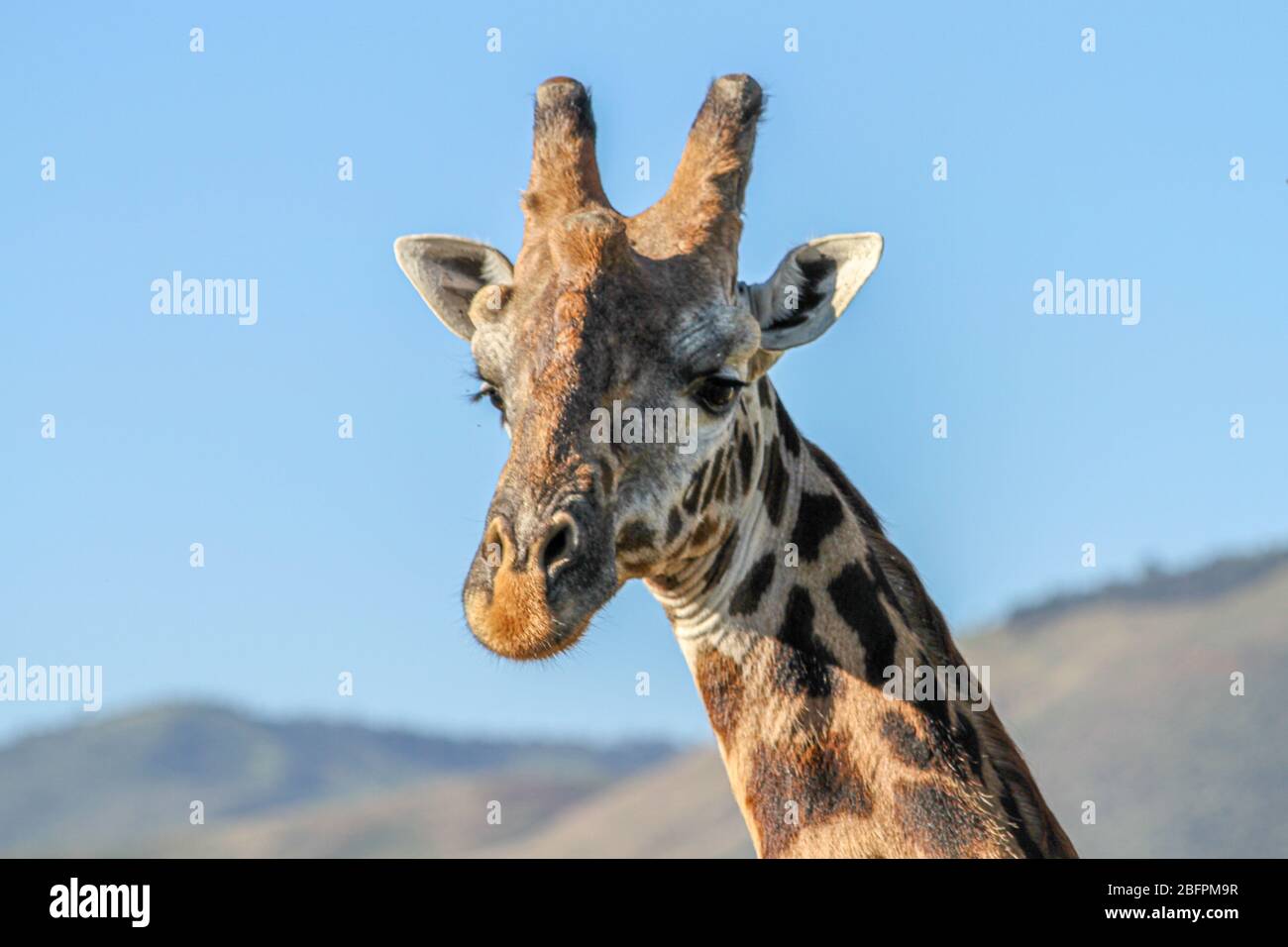 giraffe, head shot Stock Photo - Alamy