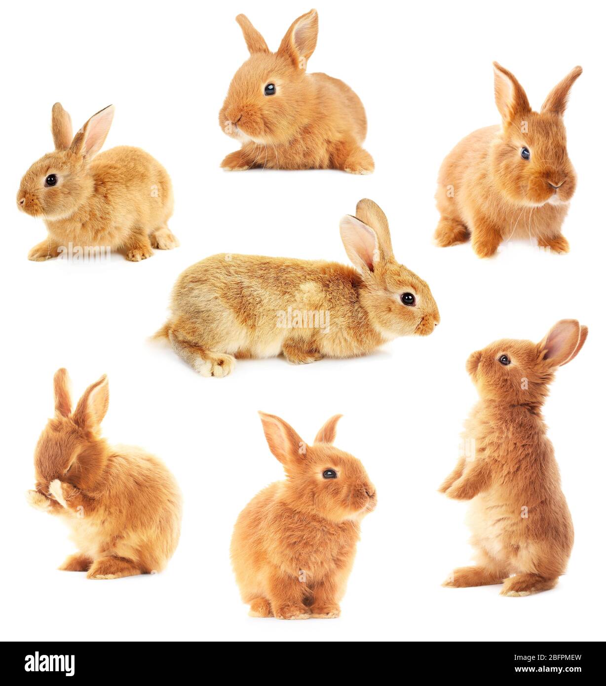 Collage of cute bunnies on white background Stock Photo - Alamy
