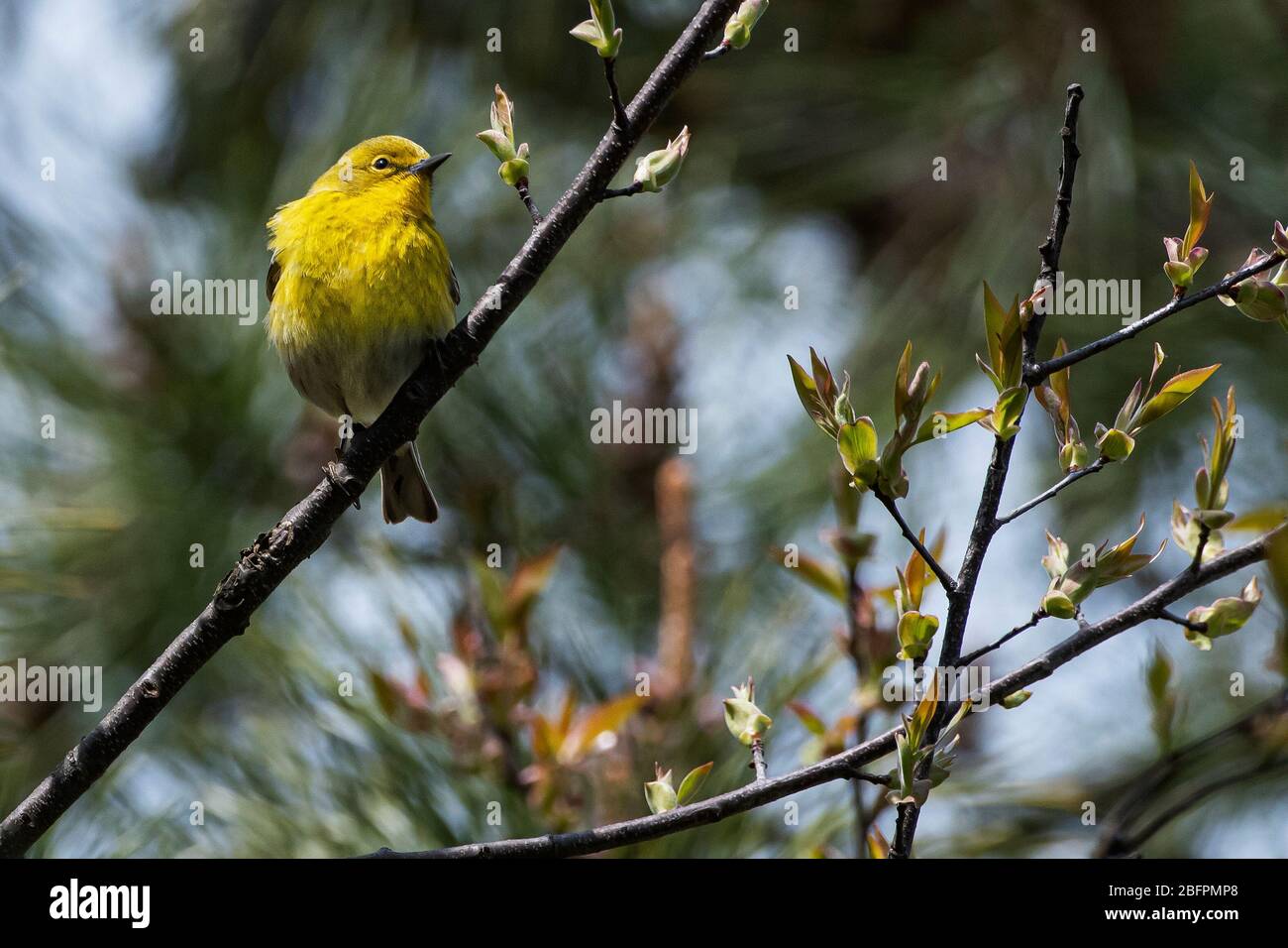 Male pine warbler during spring migration Stock Photo - Alamy