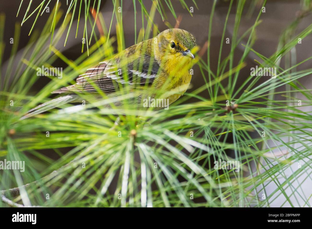 Male pine warbler during spring migration Stock Photo - Alamy
