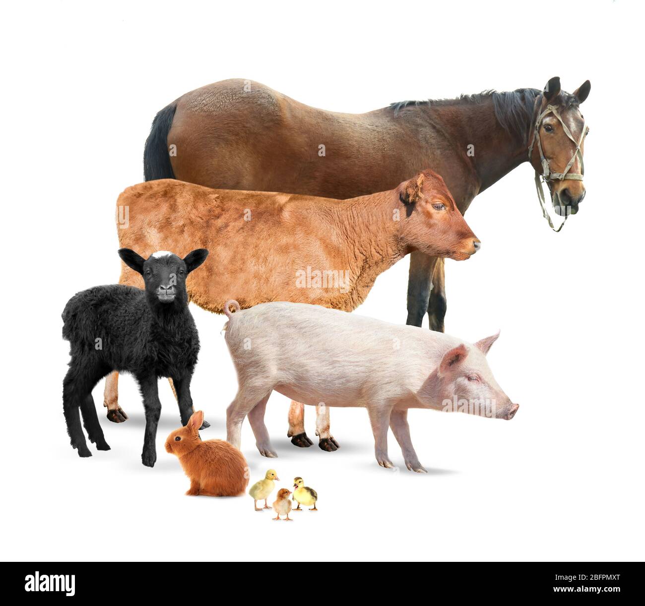 Different animals on white background Stock Photo - Alamy