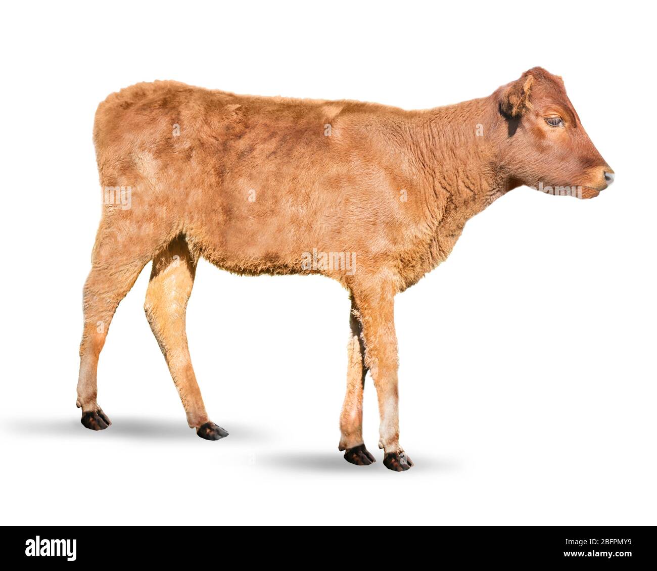 Cute calf on white background Stock Photo - Alamy