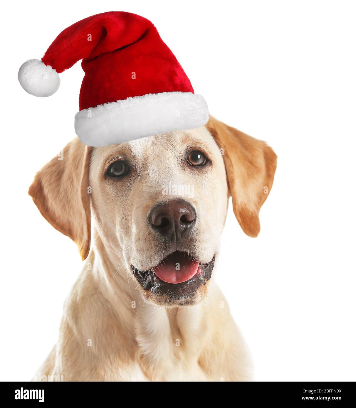 Cute puppy in Santa hat on white background. Christmas and New Year ...