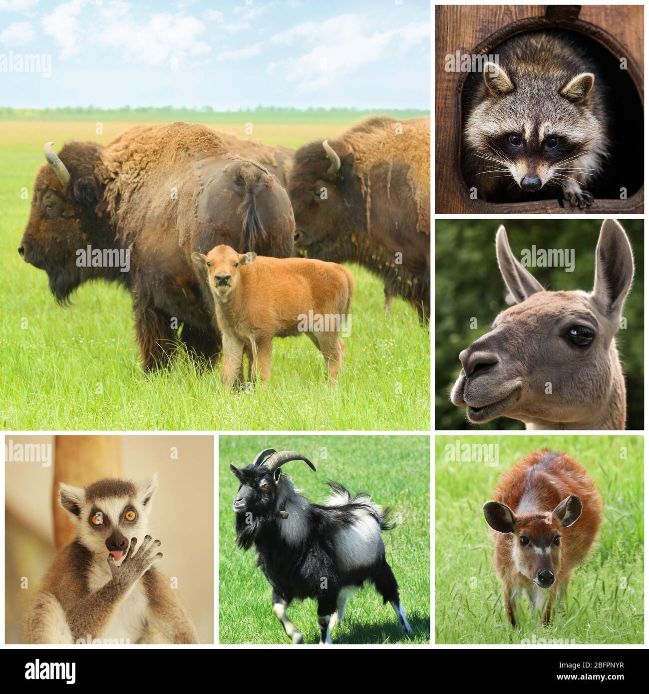 Different animals collage hi-res stock photography and images - Alamy