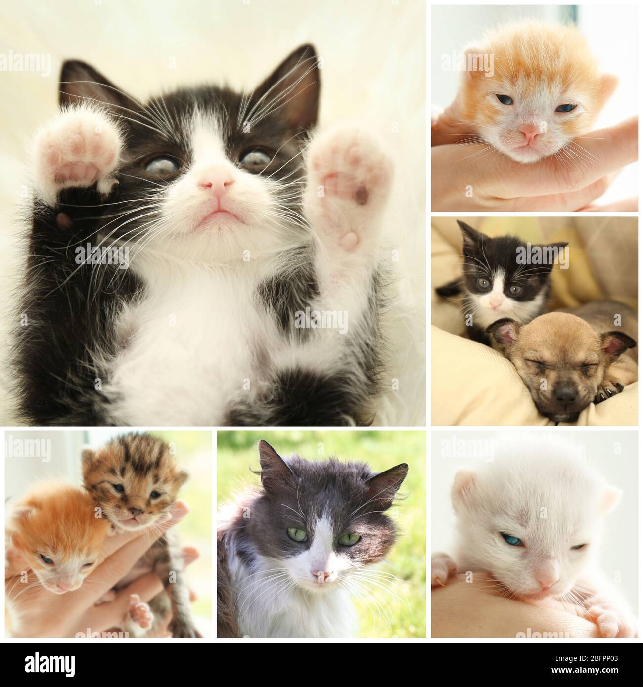 Carnivore animals collage hi-res stock photography and images - Alamy