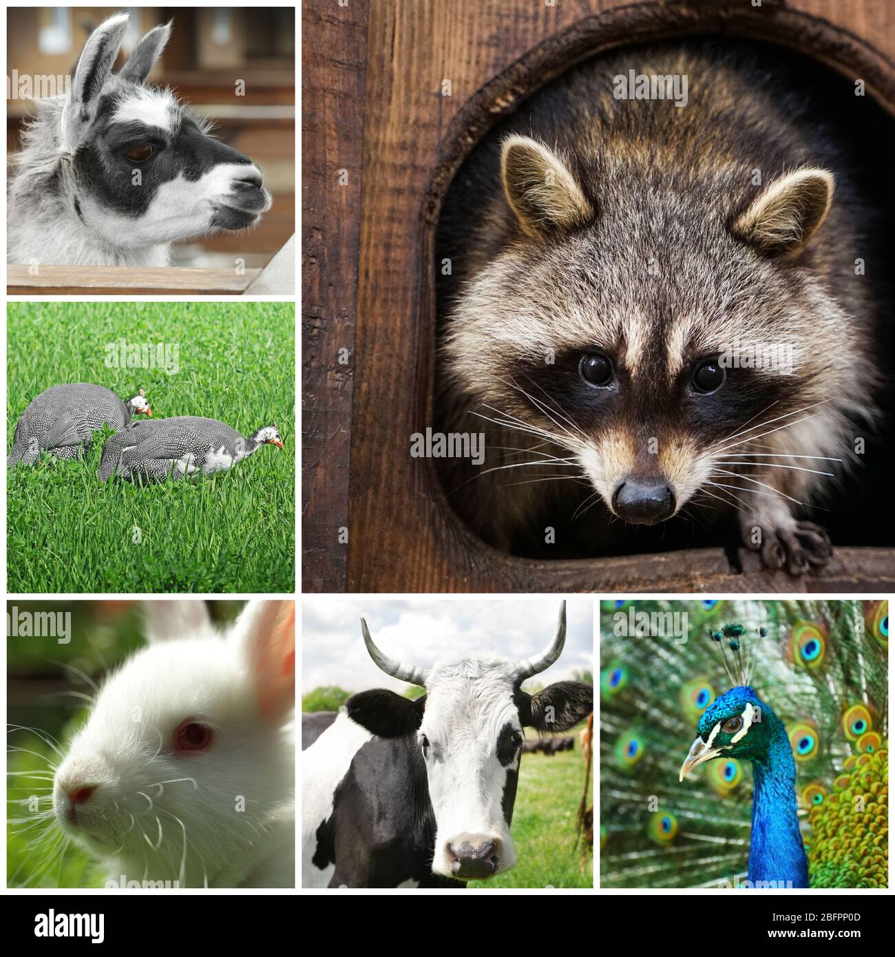 Different animals collage hi-res stock photography and images - Alamy