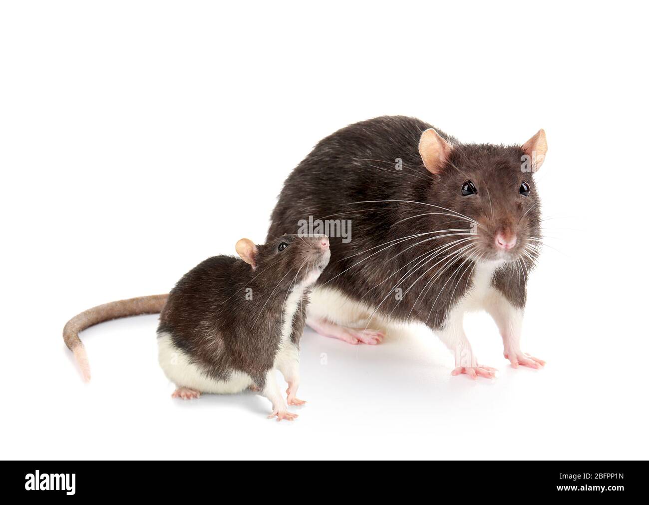 Little rat with mother on white background Stock Photo - Alamy