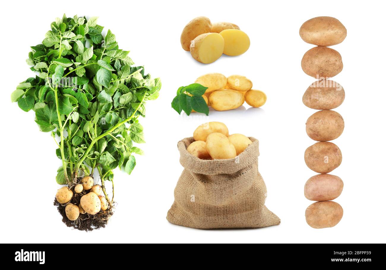 Collage of raw potatoes on white background Stock Photo - Alamy