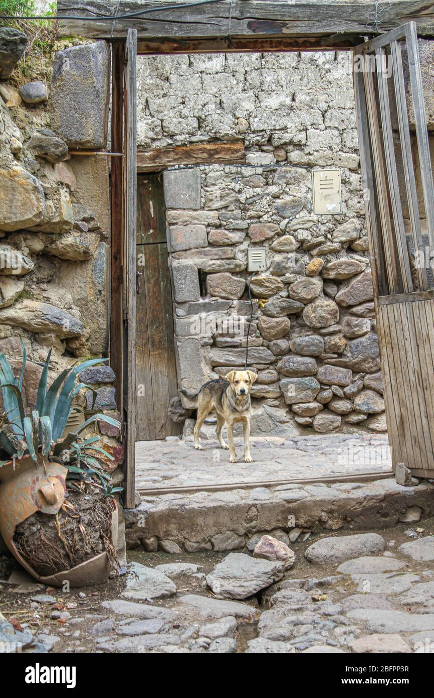 Inca dog hi-res stock photography and images - Alamy