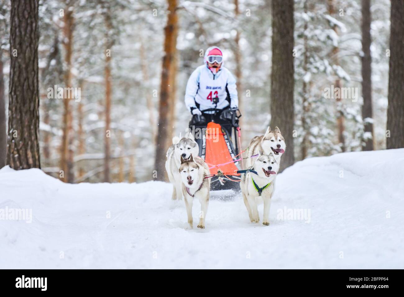 Siberian husky sled dog racing. Mushing winter competition. Husky sled ...