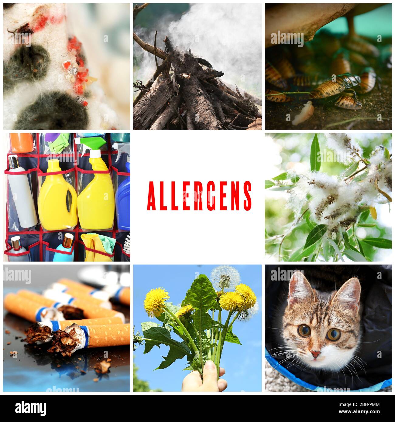 Collage with causes of allergy. Health care concept Stock Photo - Alamy