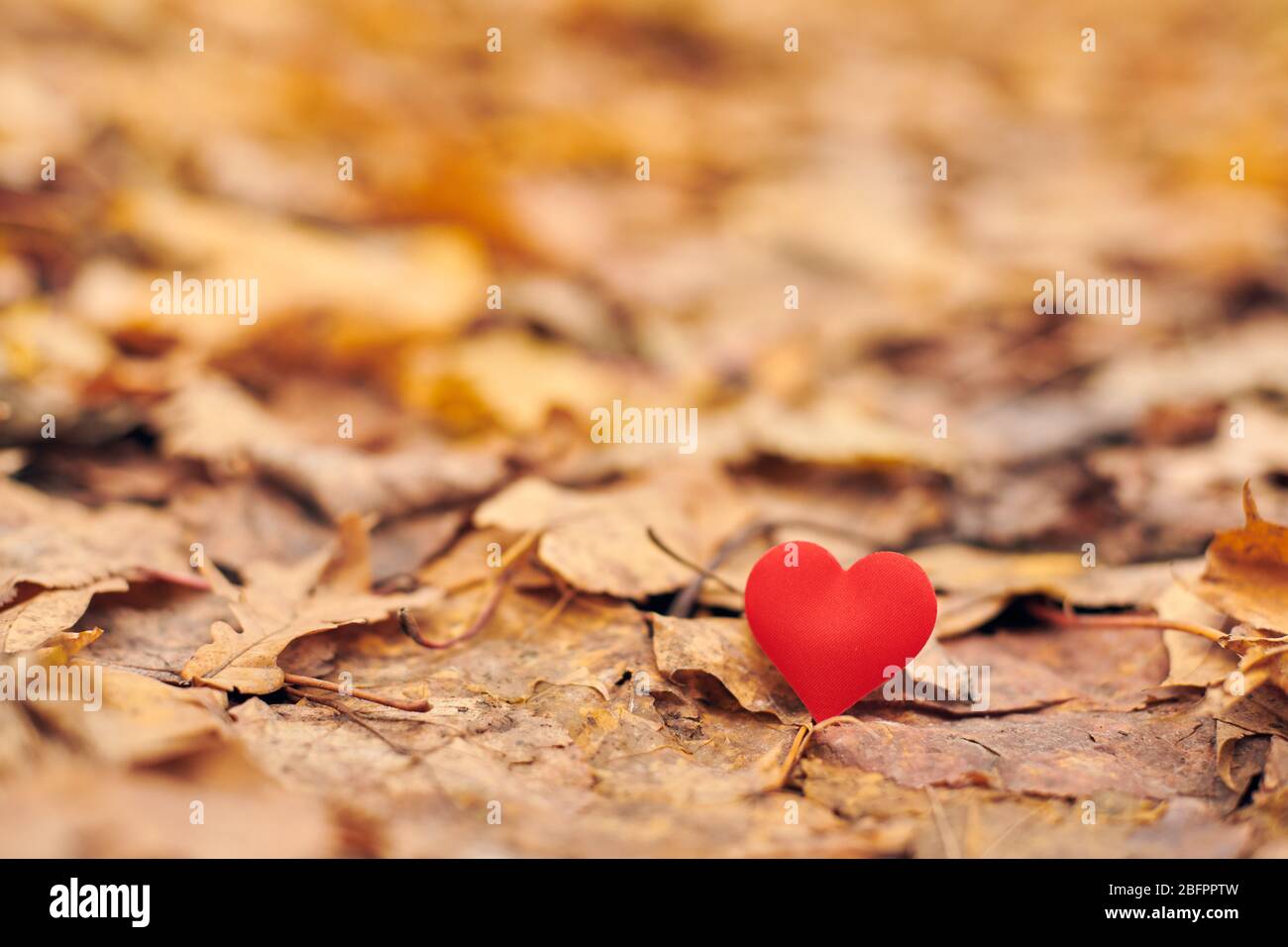 Heart on autumn leaves. Infatuation or unrequited romantic love concept ...