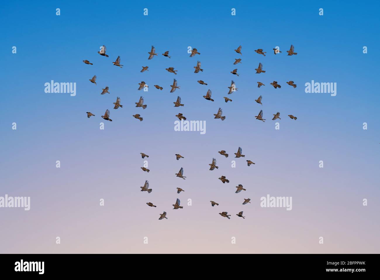 Sparrow flock flying in sky, SAVE US shape, endangered concept. Group ...