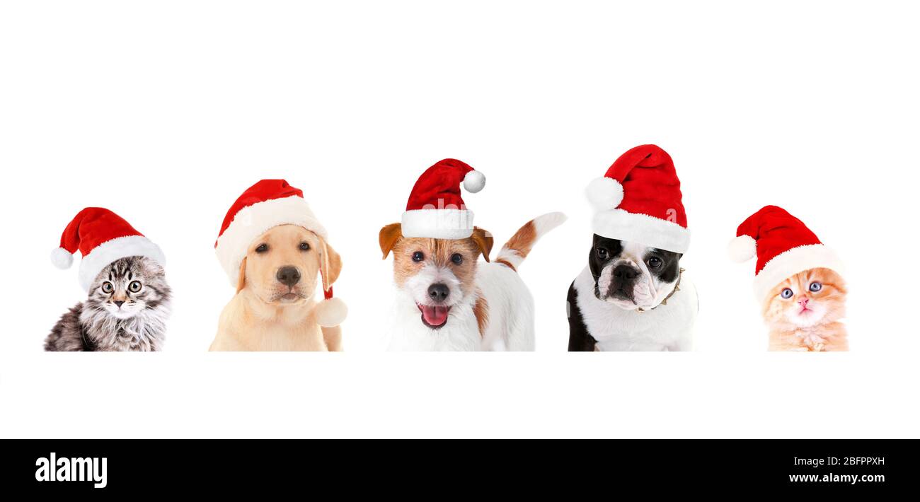 Funny pets in Santa hats on white background Stock Photo - Alamy