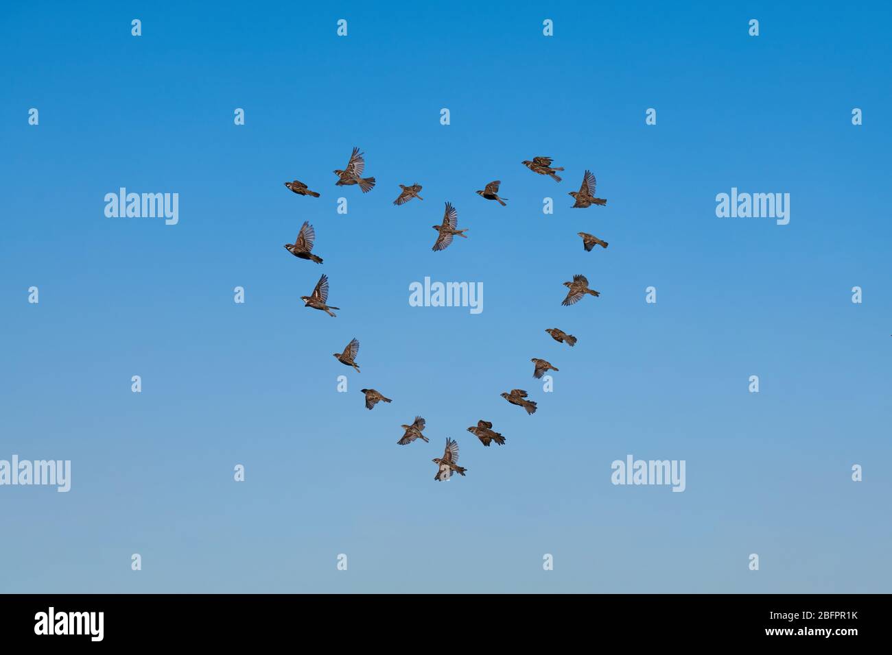 Heart birds flock shape hi-res stock photography and images - Alamy