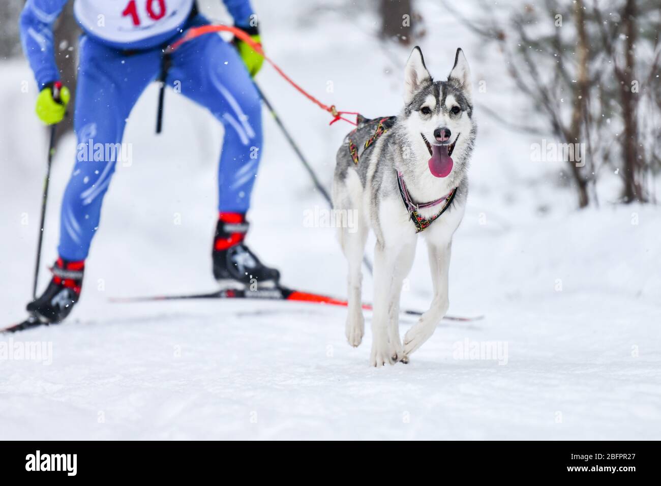 Dog skijoring. Winter sport championship competition. Husky sled dog ...