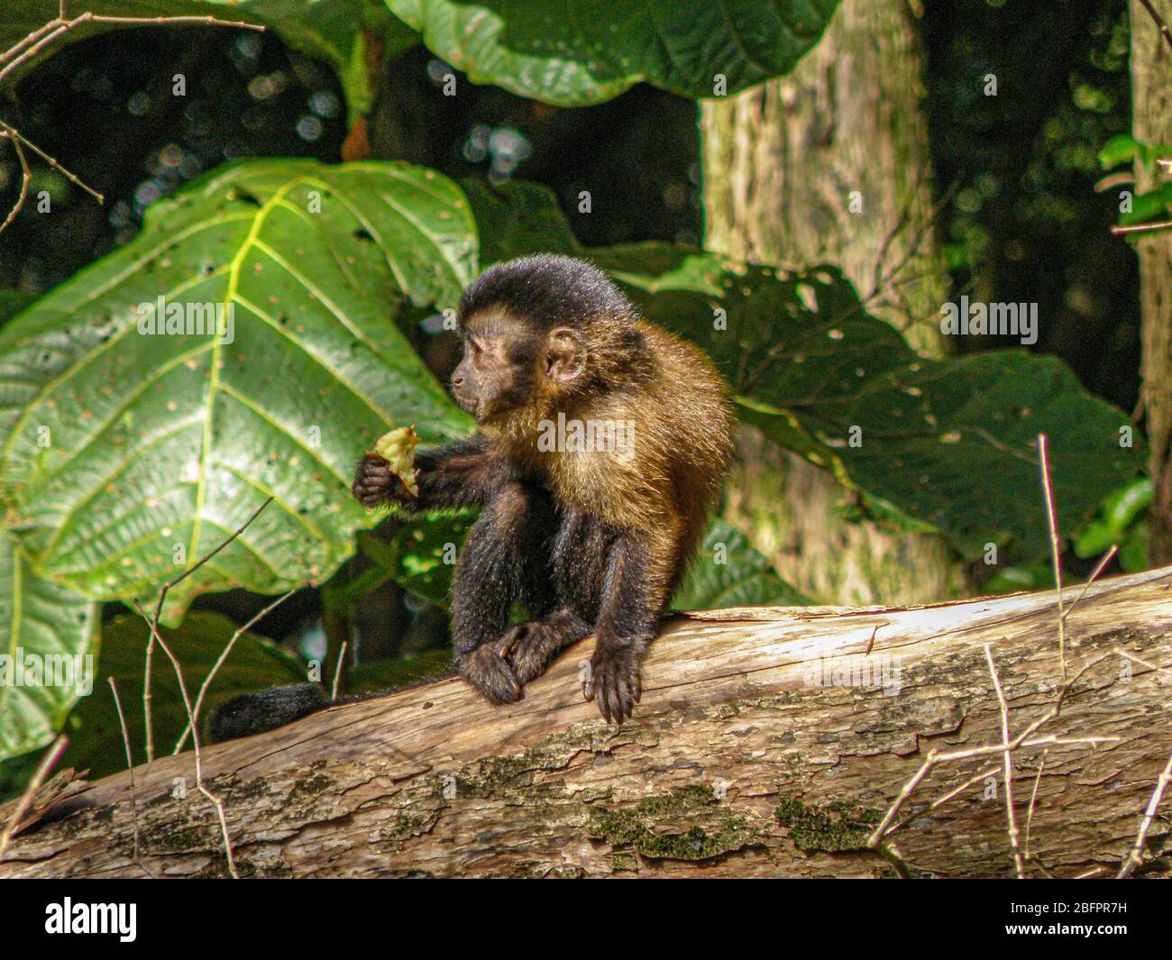 Spider monkey trees hi-res stock photography and images - Alamy