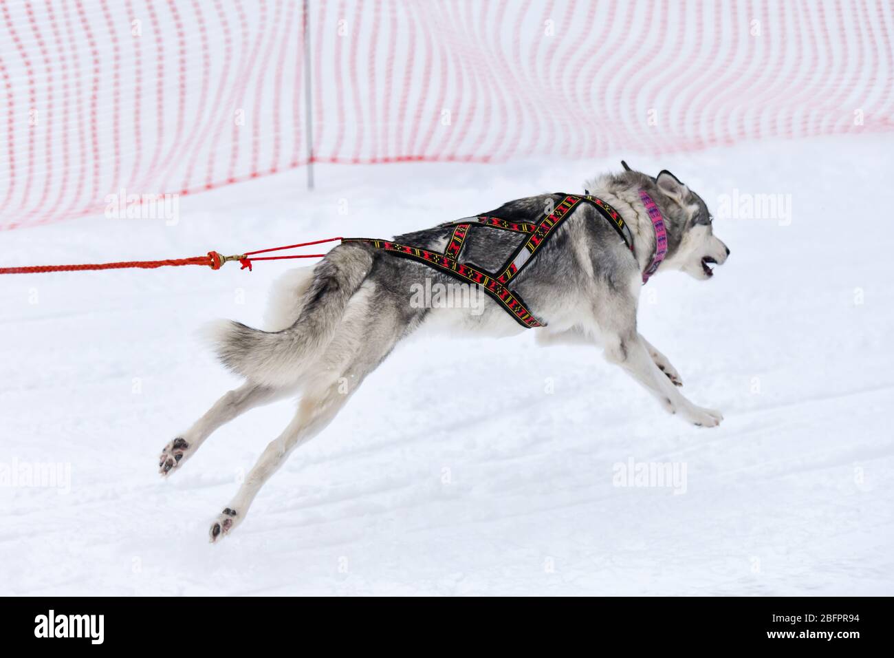 Siberian husky sled dogs team in harness run and pull dog driver ...