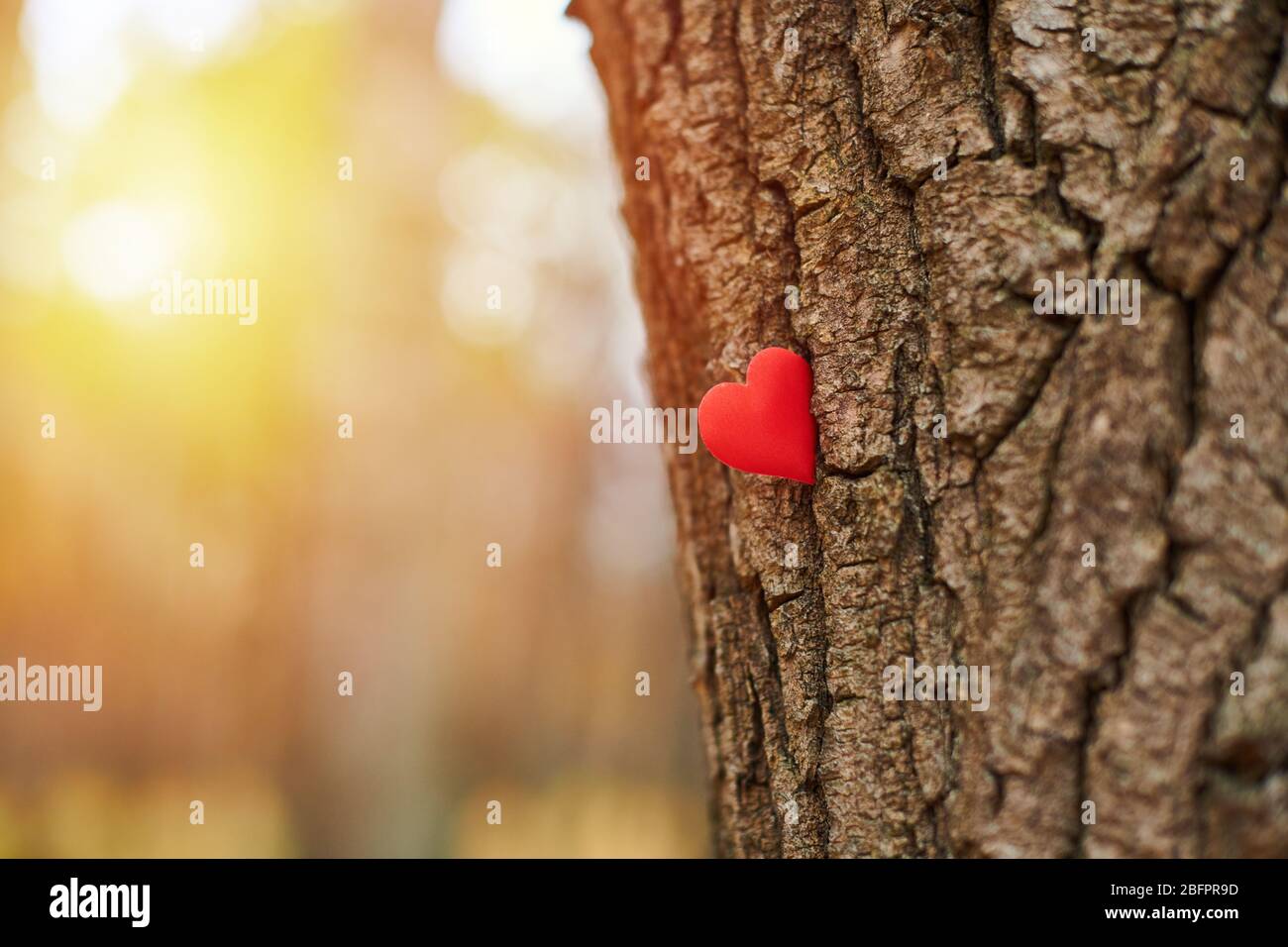 Heart on tree. Environment protection symbol, copy space. Arboriculture ...