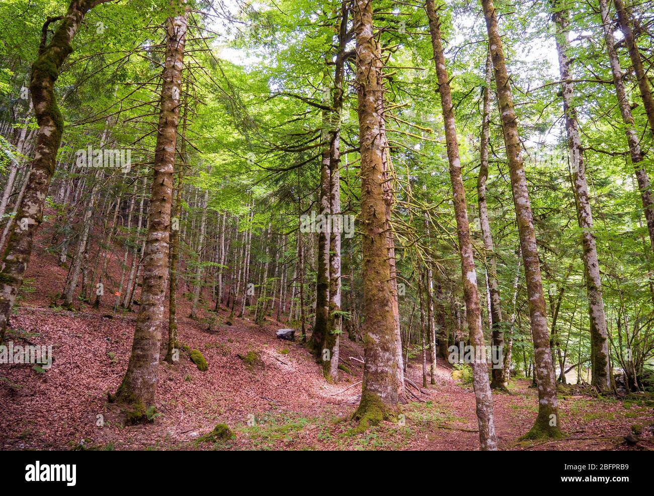Valle de Irati. Navarra. España Stock Photo - Alamy