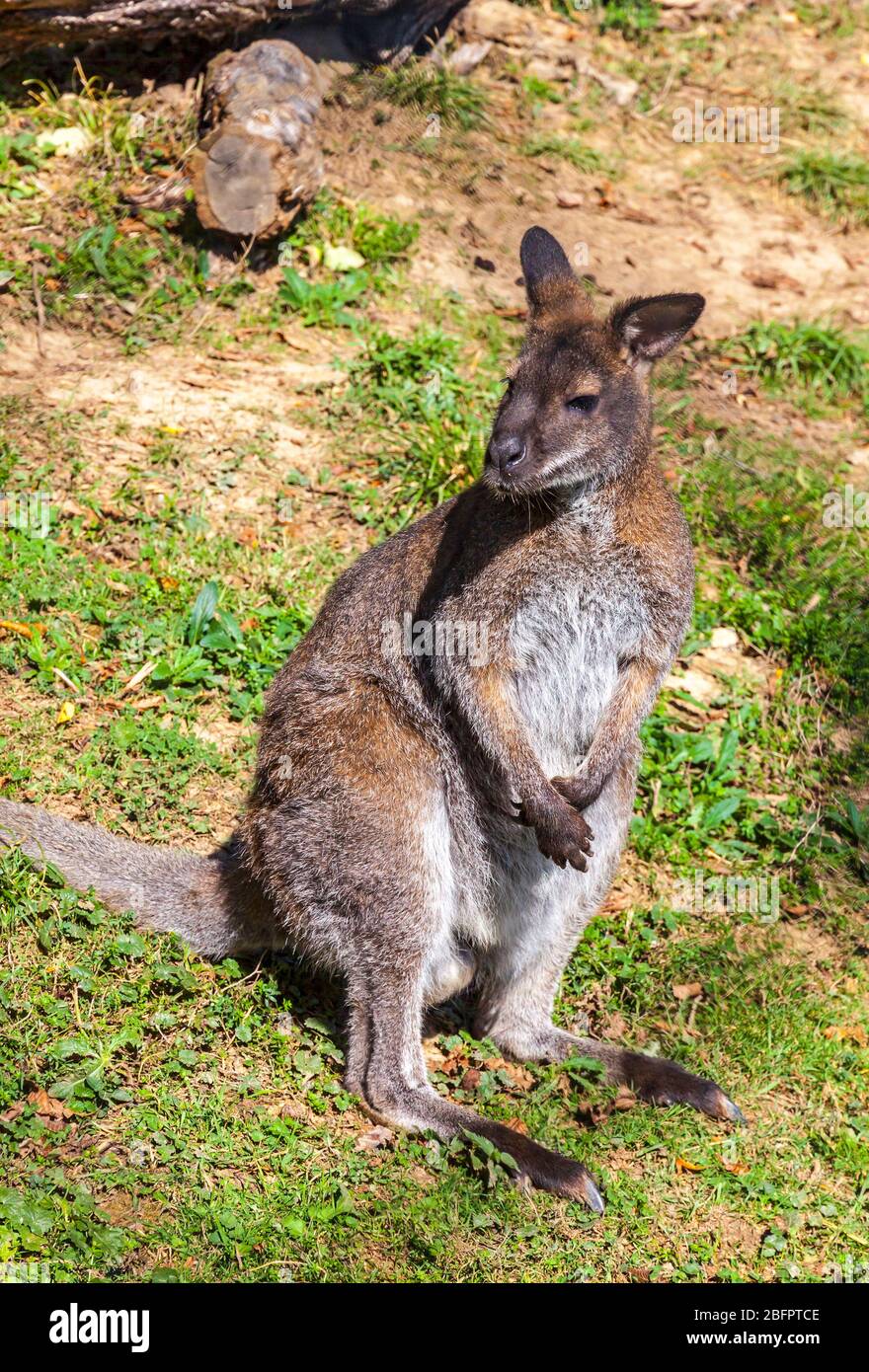 Taxonomic family hi-res stock photography and images - Alamy