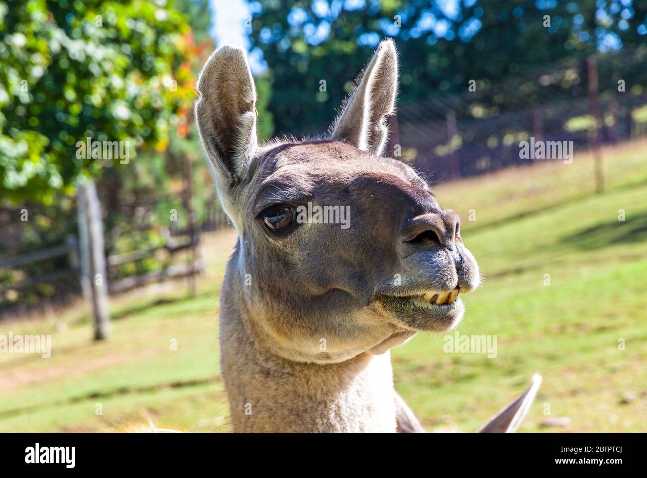 Huan teeth hi-res stock photography and images - Alamy