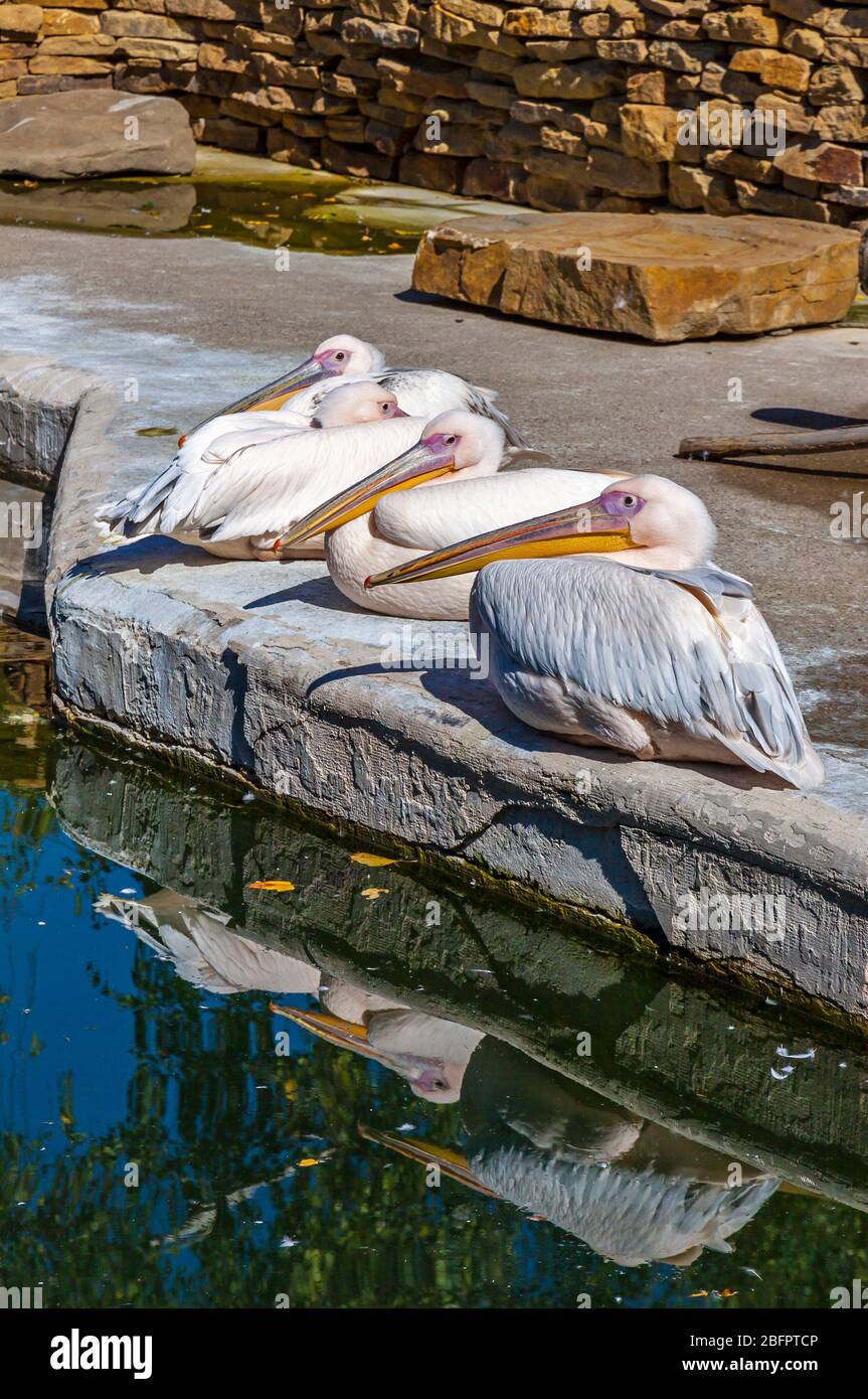 Family of Great White Pelicans (Pelecanus onocrotalus). Also known as ...