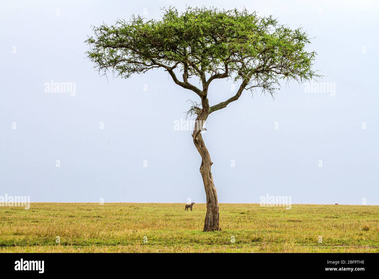 Acacia tree and hyena Stock Photo - Alamy