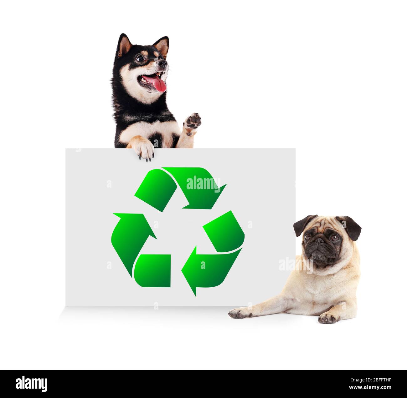 Cute dogs and poster with sign of recycling on white background ...