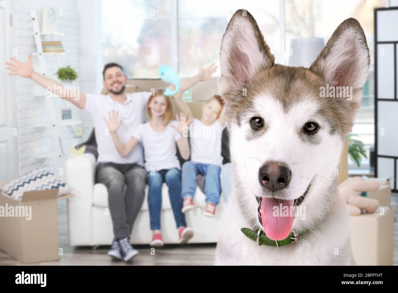 Puppy and happy family on background Stock Photo - Alamy