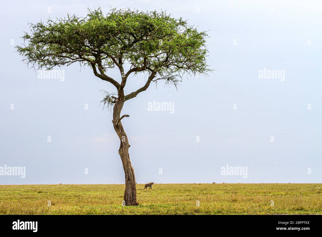 Acacia tree and hyena Stock Photo - Alamy