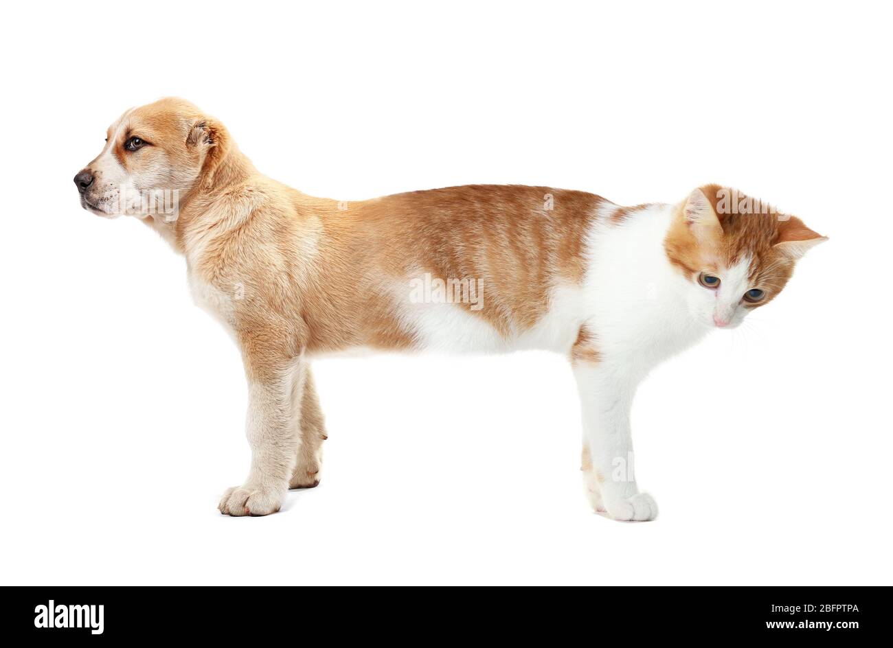 Cute Conjoined Animals