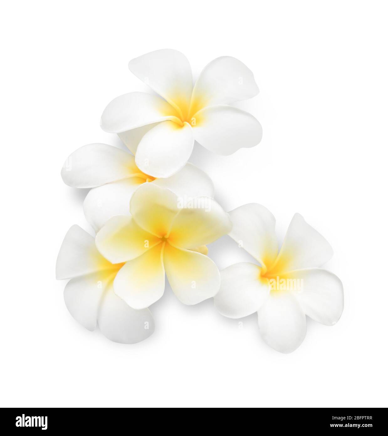 Beautiful tropical flowers on white background Stock Photo - Alamy