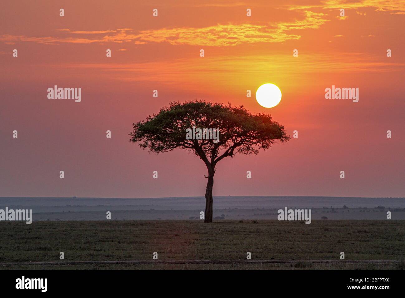 Acacia tree in sunset hi-res stock photography and images - Alamy