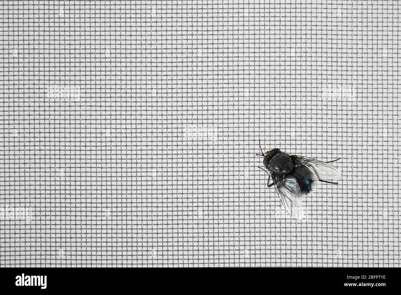 Annoying fly on window screen Stock Photo - Alamy