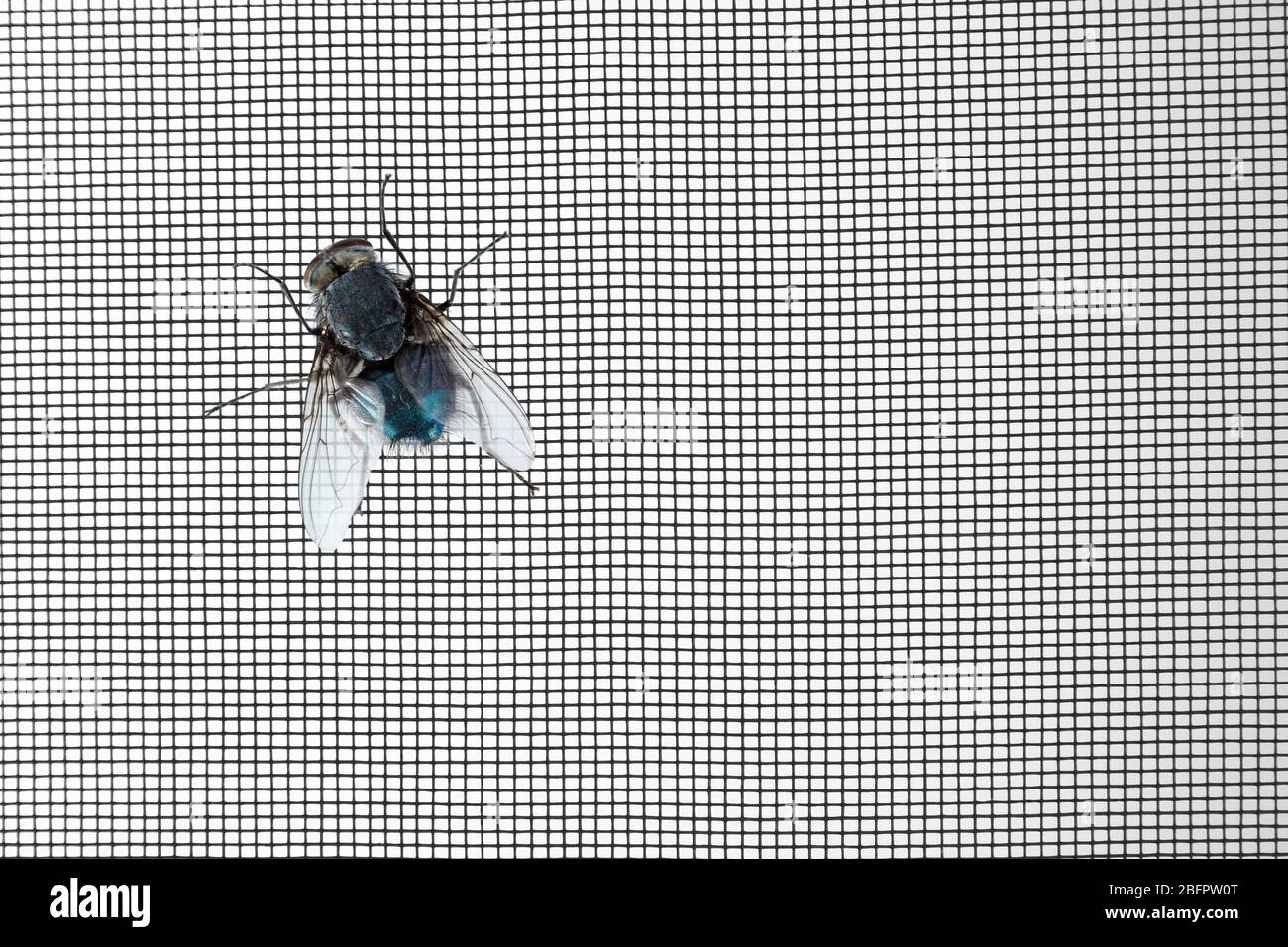 Annoying fly on window screen Stock Photo - Alamy