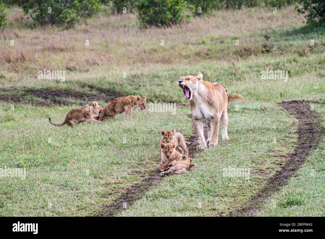 Lion lioness cubs hi-res stock photography and images - Alamy