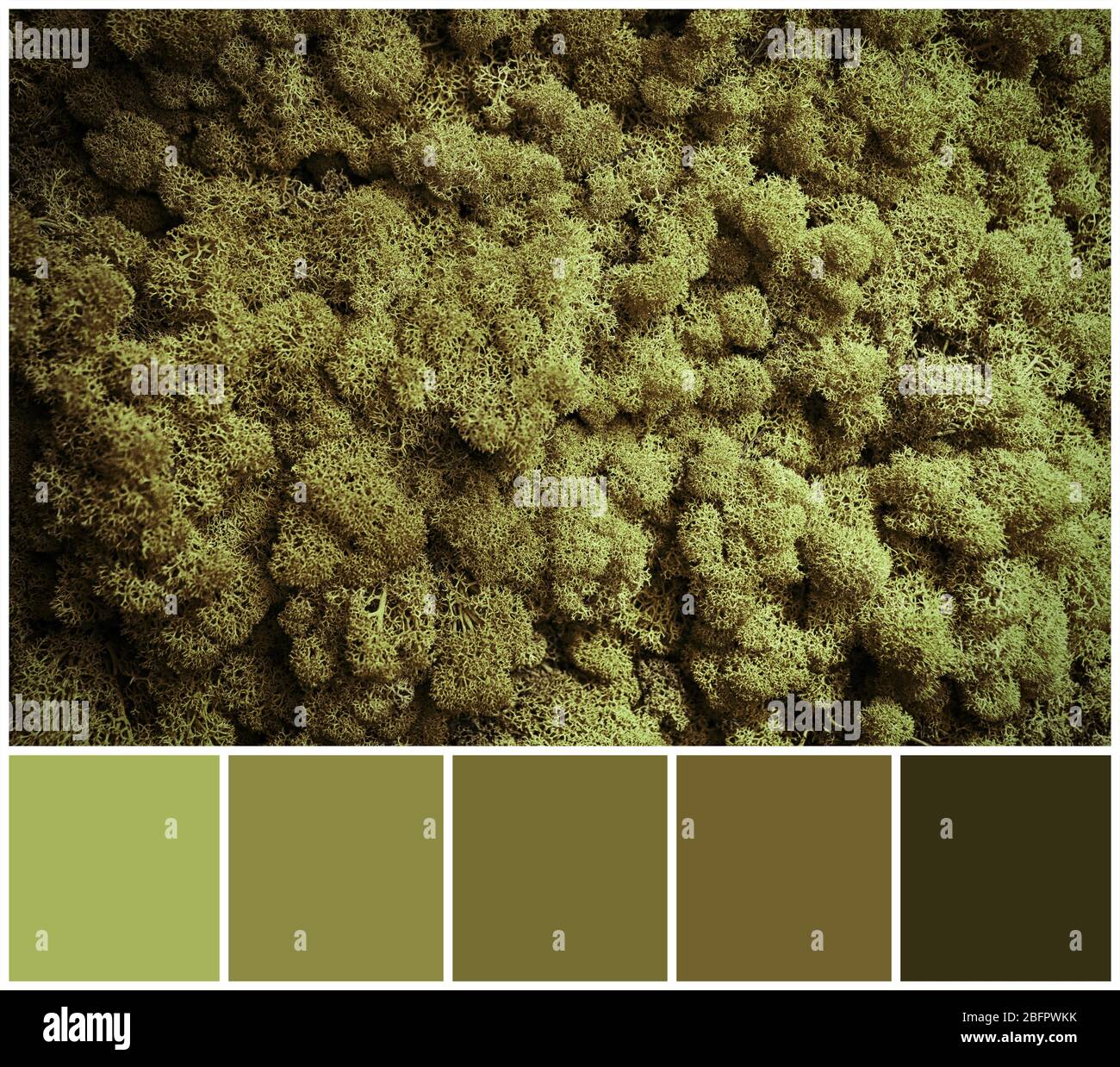 Green moss and palette of colors combination Stock Photo - Alamy