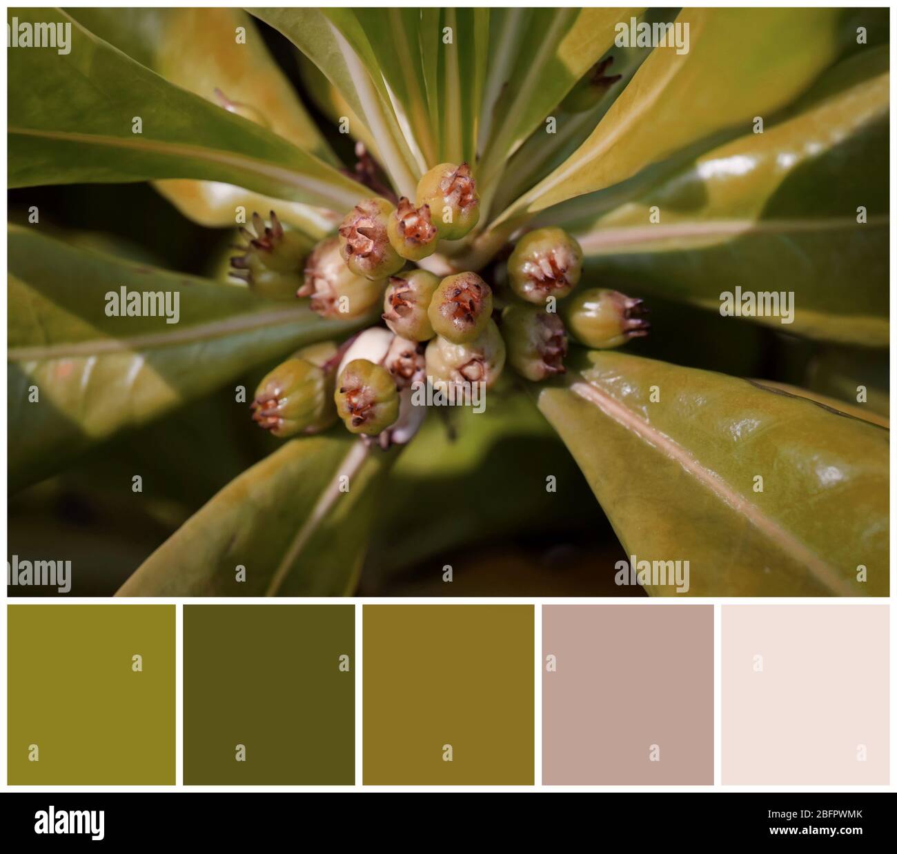 Green tropical plant and palette of colors combination Stock Photo - Alamy