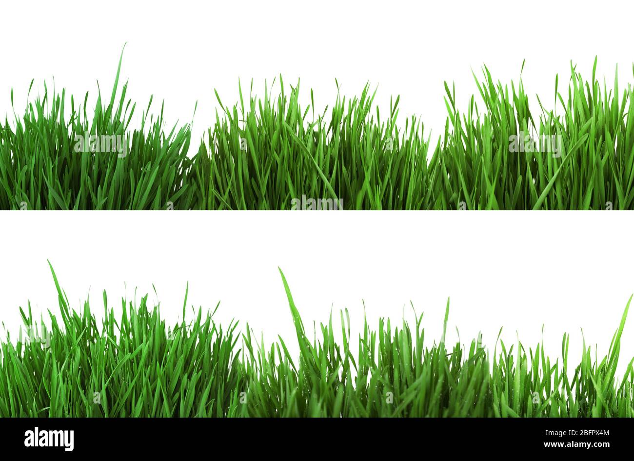 Collage of green grass on white background Stock Photo - Alamy