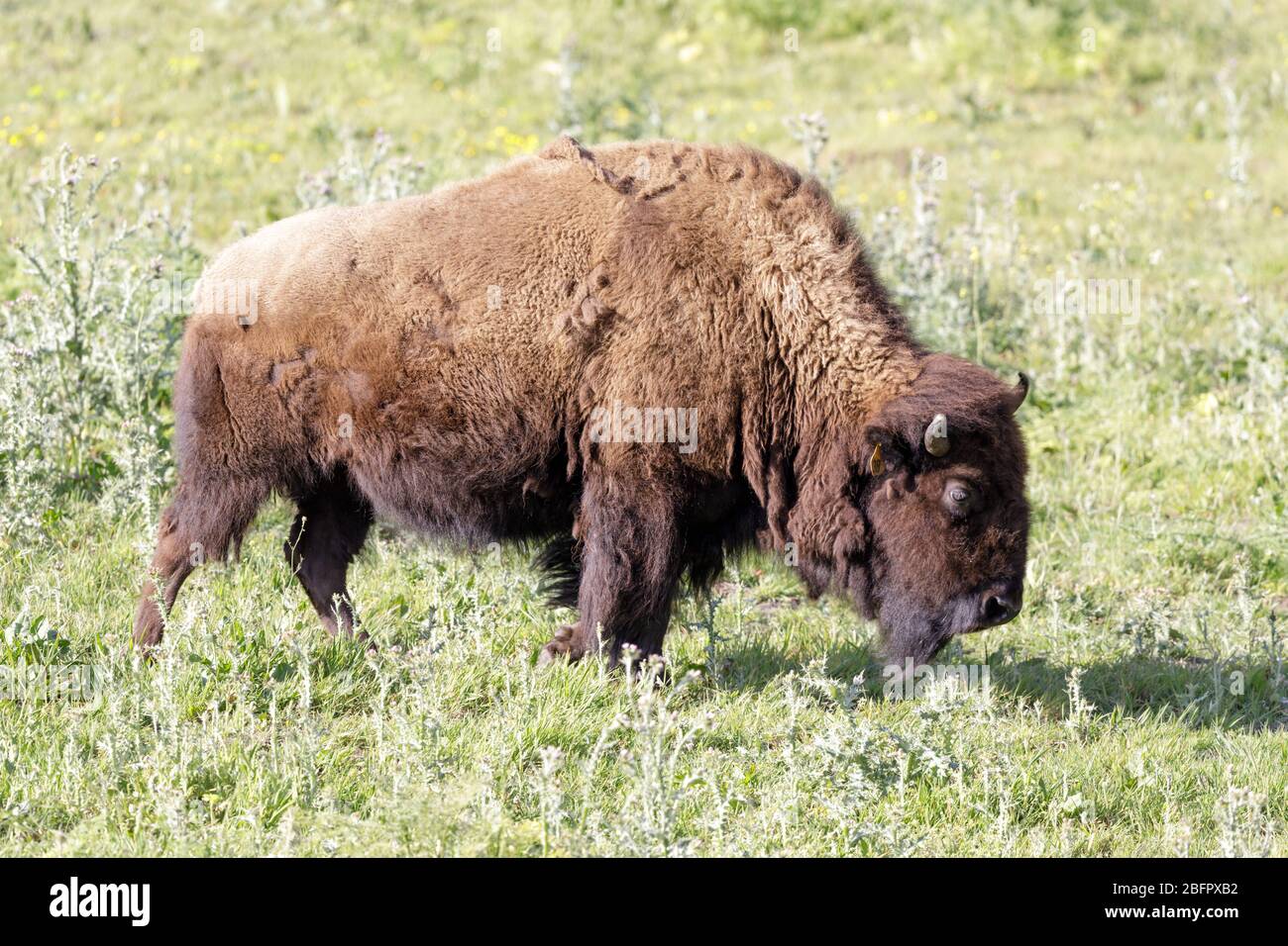 Side view bison american buffalo hi-res stock photography and images ...
