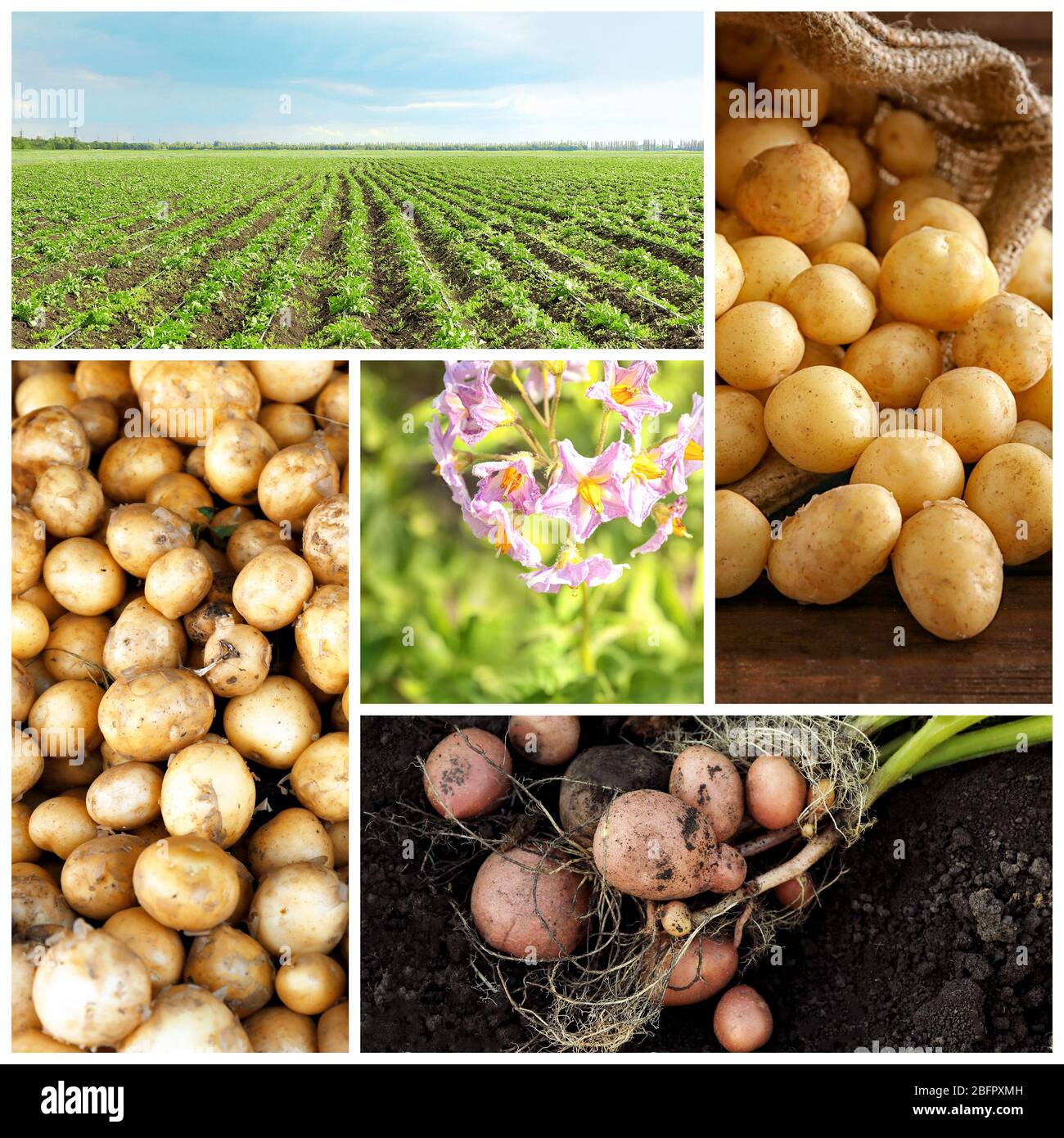 Collage of potatoes and plants Stock Photo - Alamy