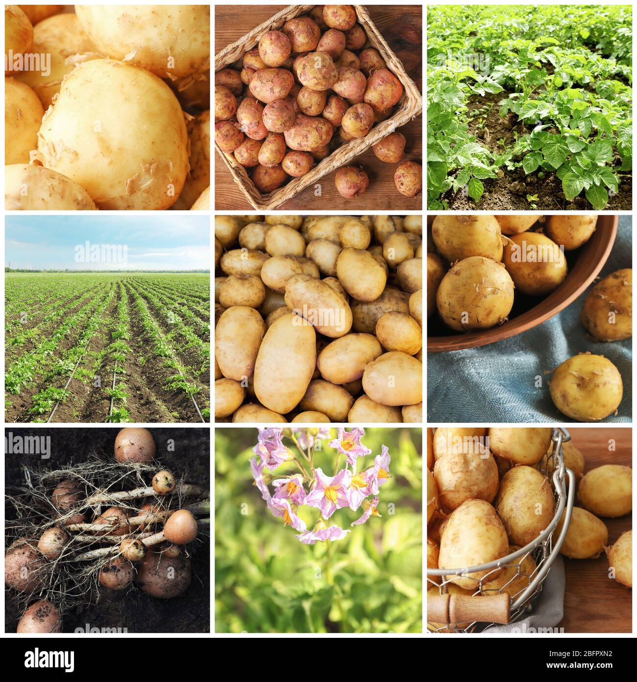 New potato varieties hi-res stock photography and images - Alamy